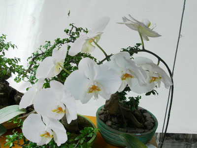 Taman Mini Indonesia Indah(TMII) di Jakarta: Taman Anggrek