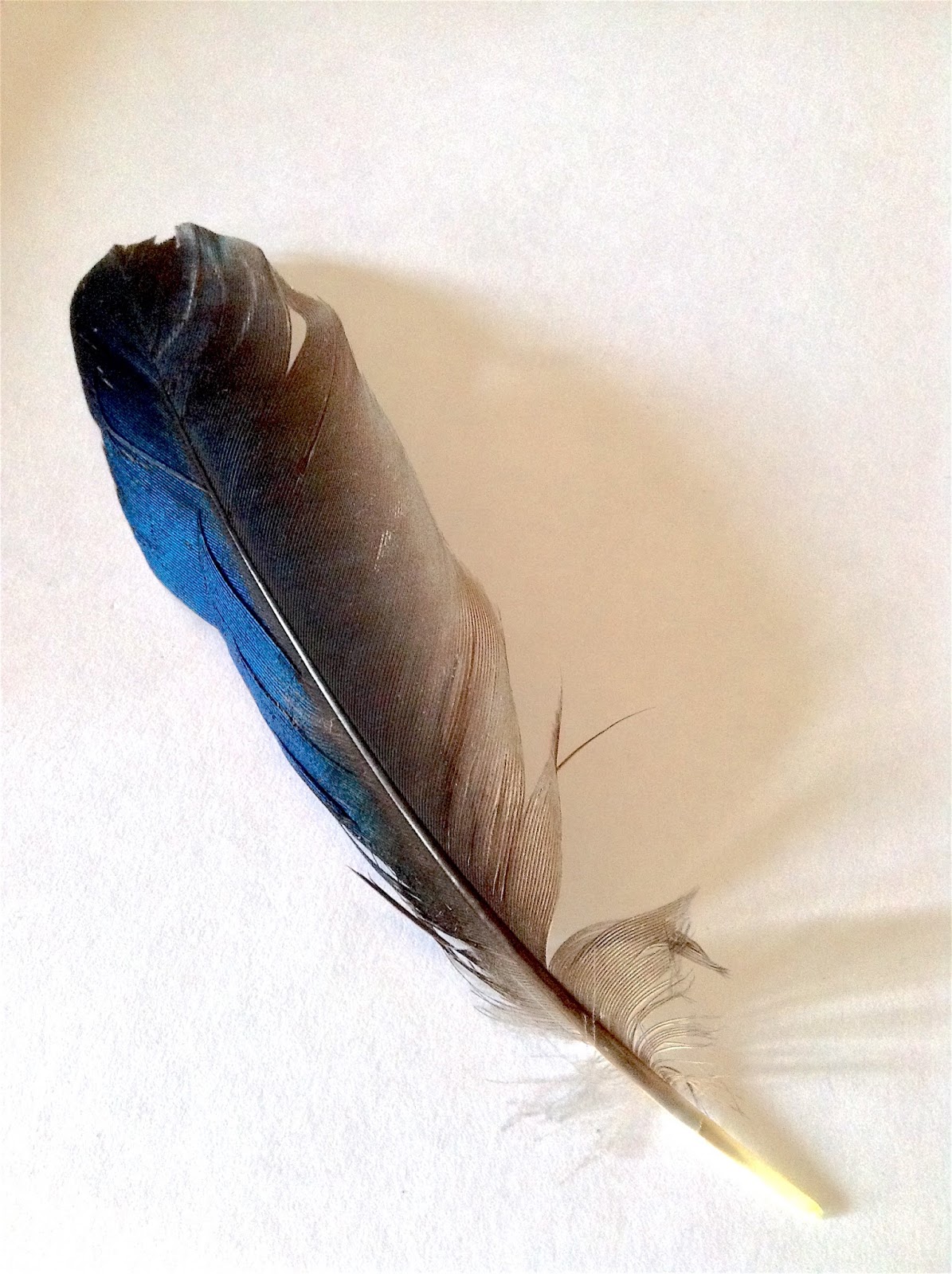 Magnified Congo Peacock Feathers