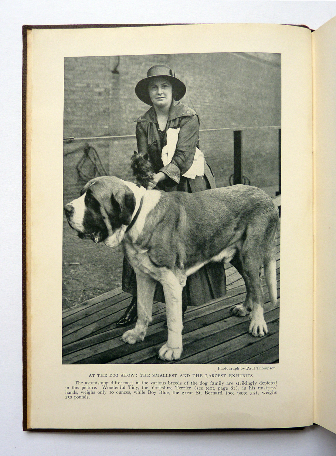 turning pages: Book of dogs