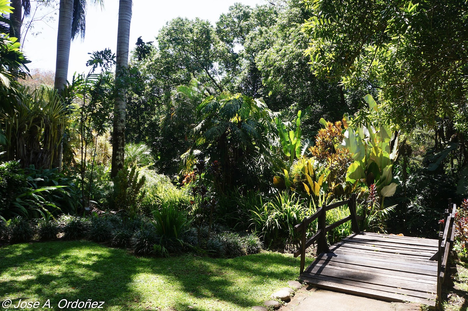El Jardín de la Barrosa: Viajes recientes. Jardines tropicales: El ...