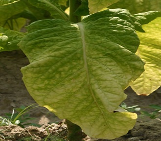 Planta do tabaco: Cultivo, Colheita e as Doenças e Pragas ...