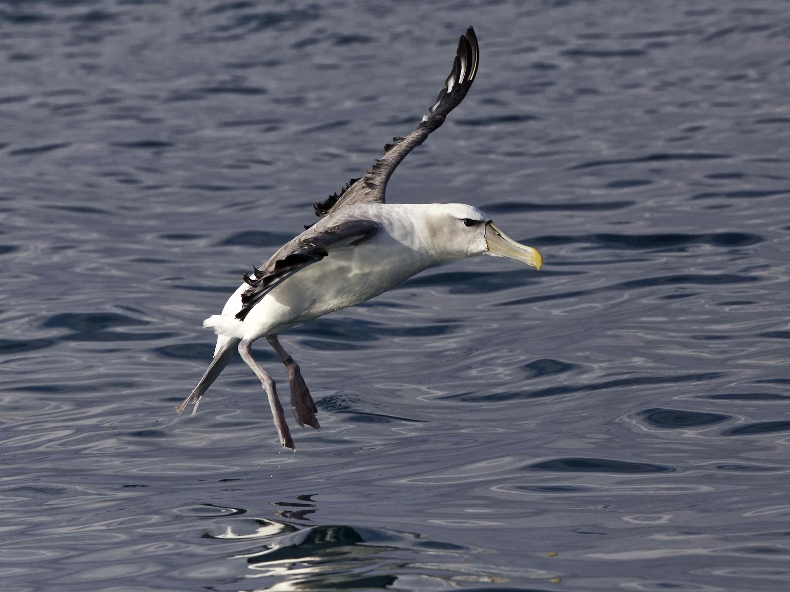 Avithera: Shy Albatross