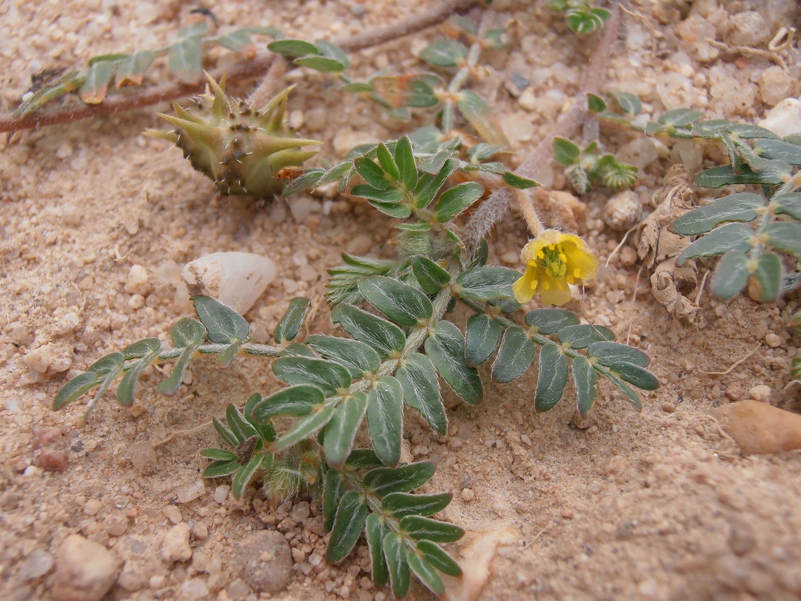 ABROJO (Tribulus terrestris): La máquina de pinchar bicicletas ...