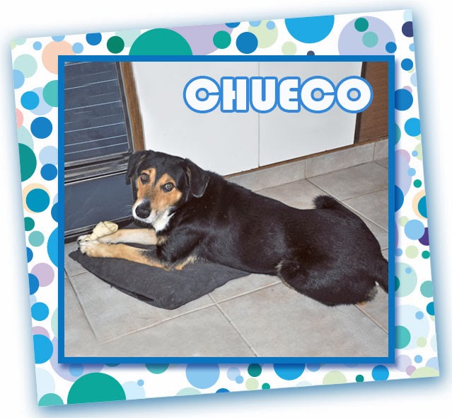 Perros y Gatos en adopción 2017: Perritos/as en Adopción