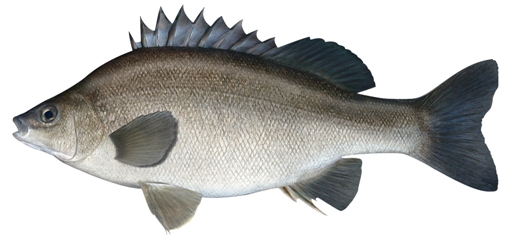 Silver Perch (Bidyanus bidyanus) | Acuaponia Indoor
