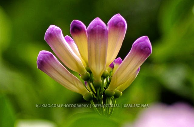 fotografer: BUNGA TEROMPET PUTIH UNGU
