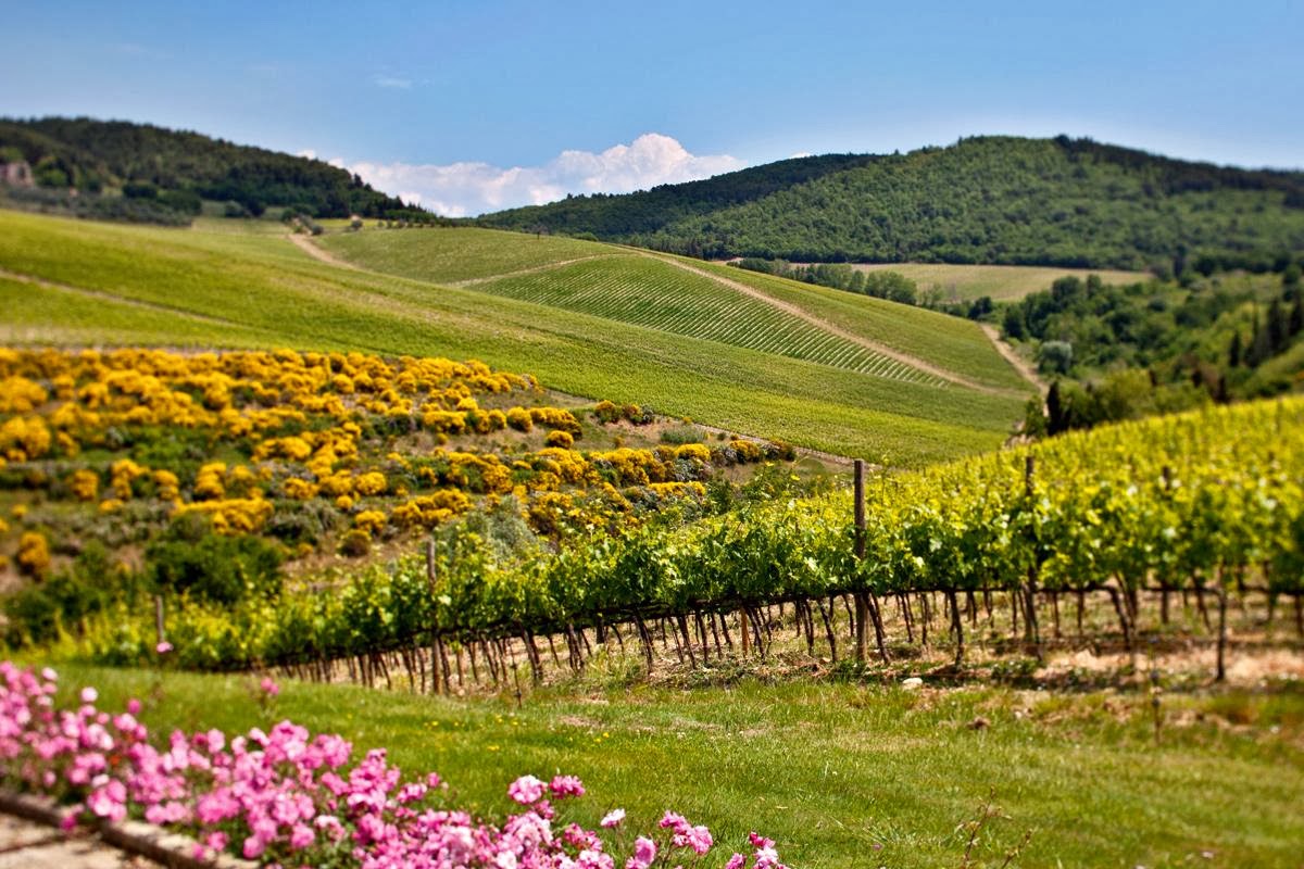 The Marchese Tignanello - John Fodera's Tuscan Vines