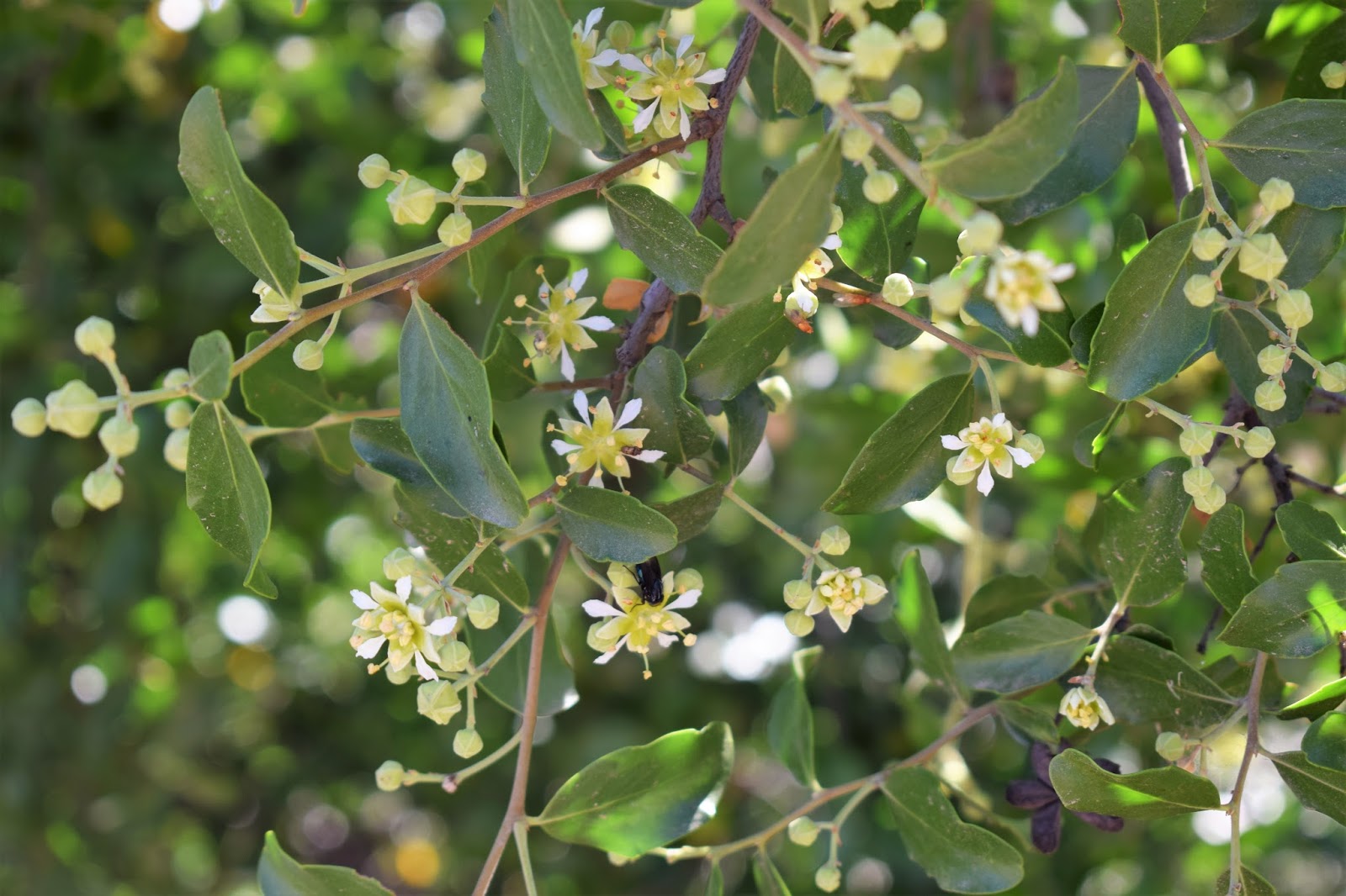 Fernando Ruz: Plantas nativas de Chile: Quillay, küllay, Quillaja saponaria