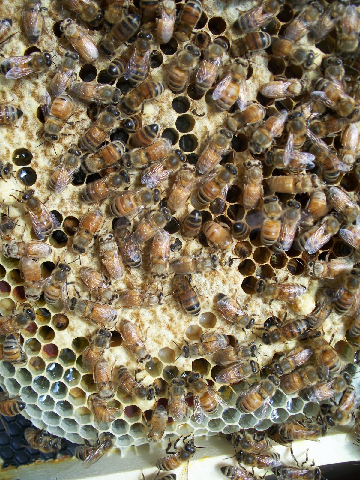 To Bee in The Heights: Stinky Sugar Syrup: Moonshine Bees?