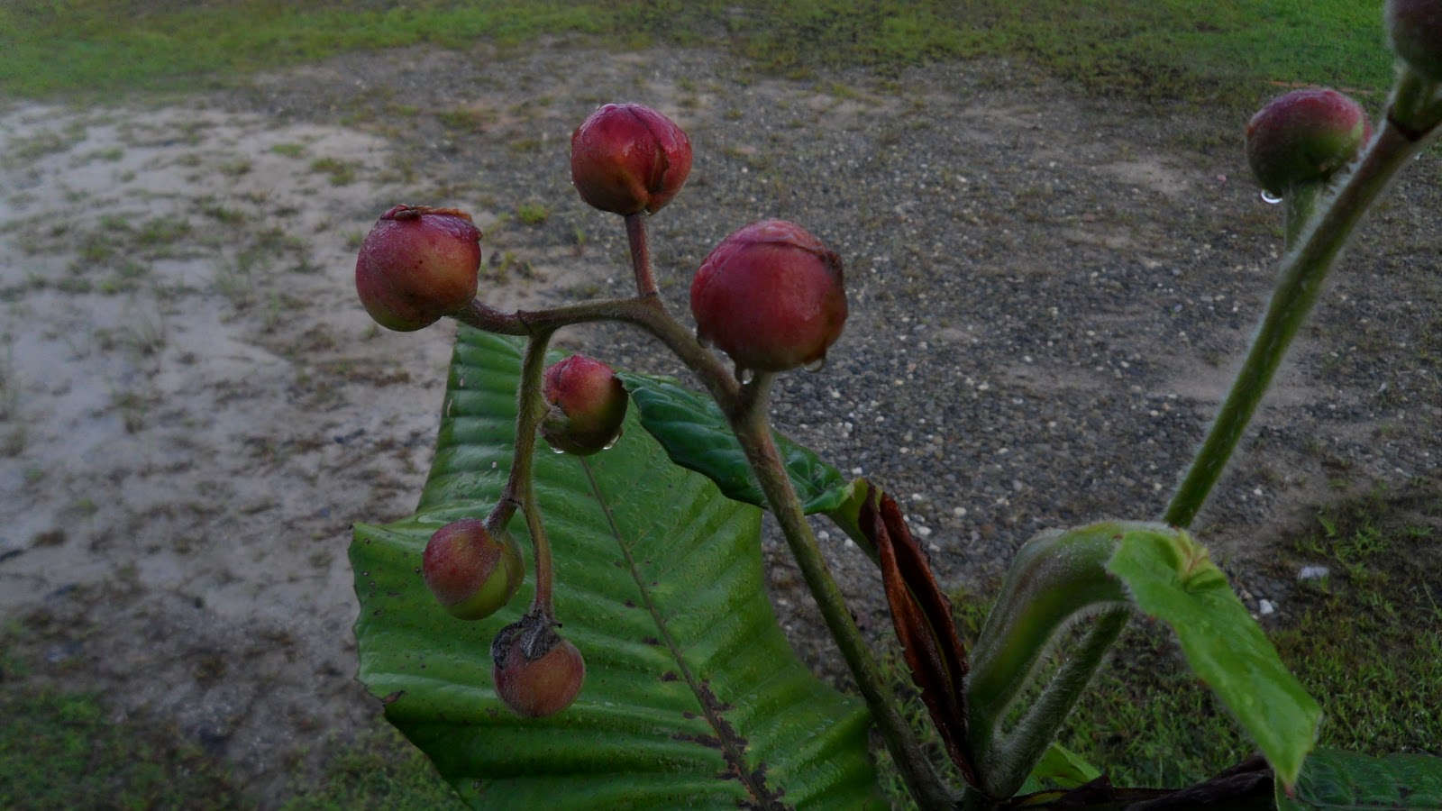 Science Education: e-Books : Story Of Simpur