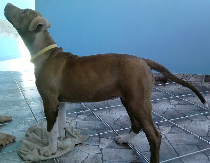 Buma - American Pit Bull Terrier: 4 meses!