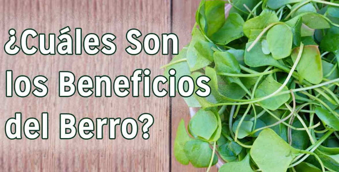 El Berro Propiedades Y Usos Incluye Receta De Jarabe Stevia Natural My Xxx Hot Girl