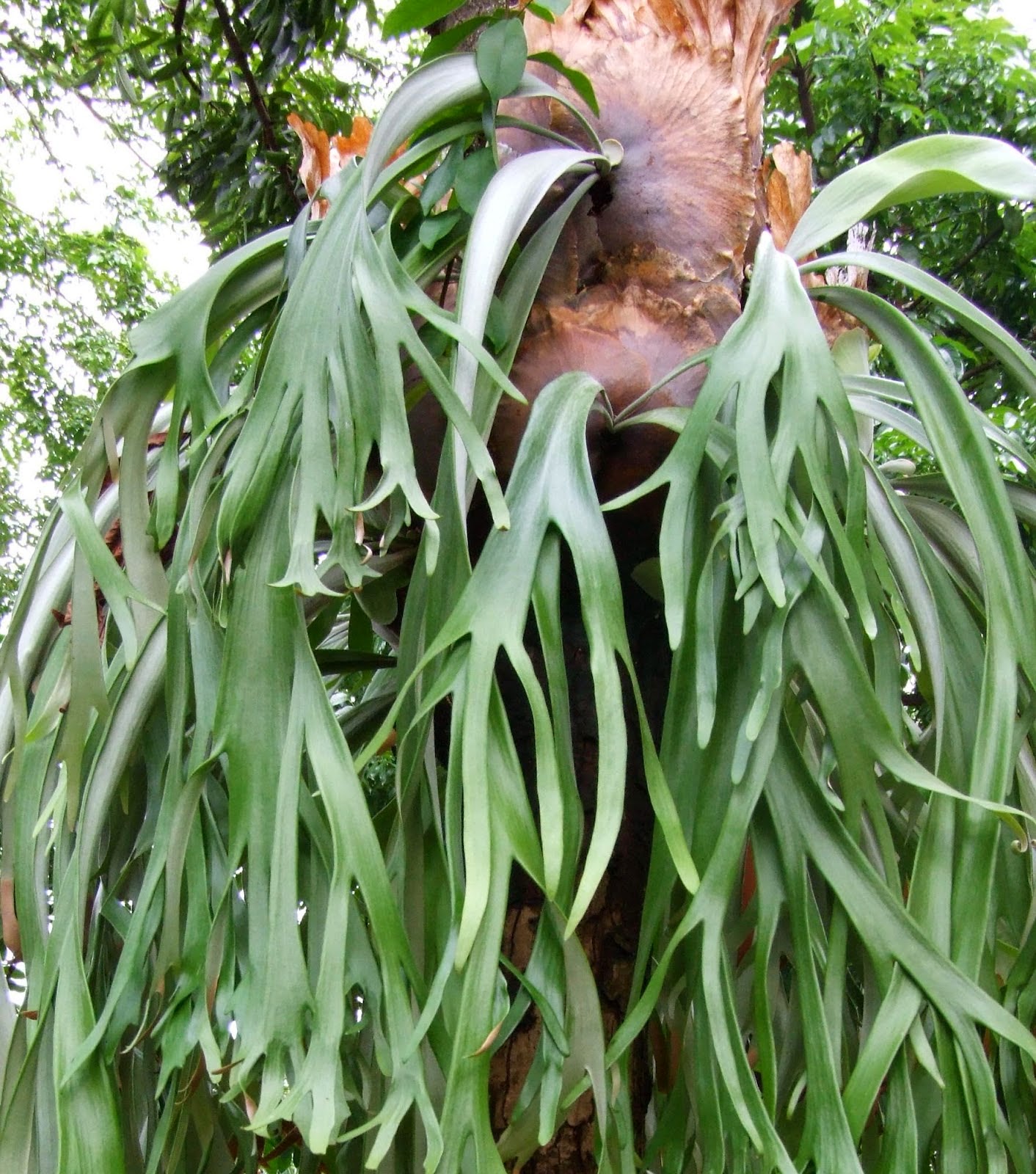 Cara Merawat Tanaman Dan Aneka Tanaman Hias: Mengenal Berbagai Jenis ...