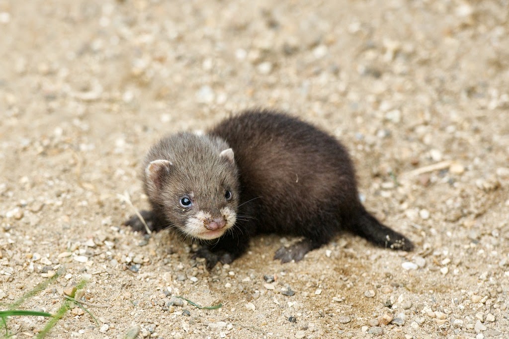 British Wildlife Centre ~ Keeper's Blog: Baby Polecats