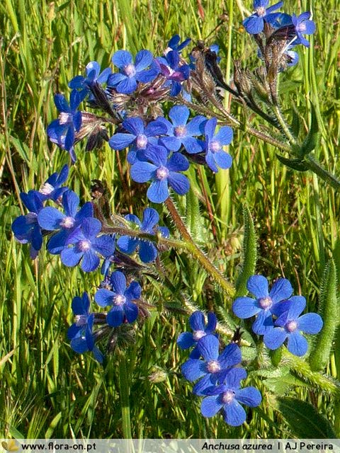 sementes de portugal: Azurea