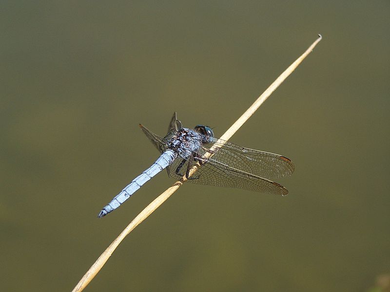La naissance d'une libellule
