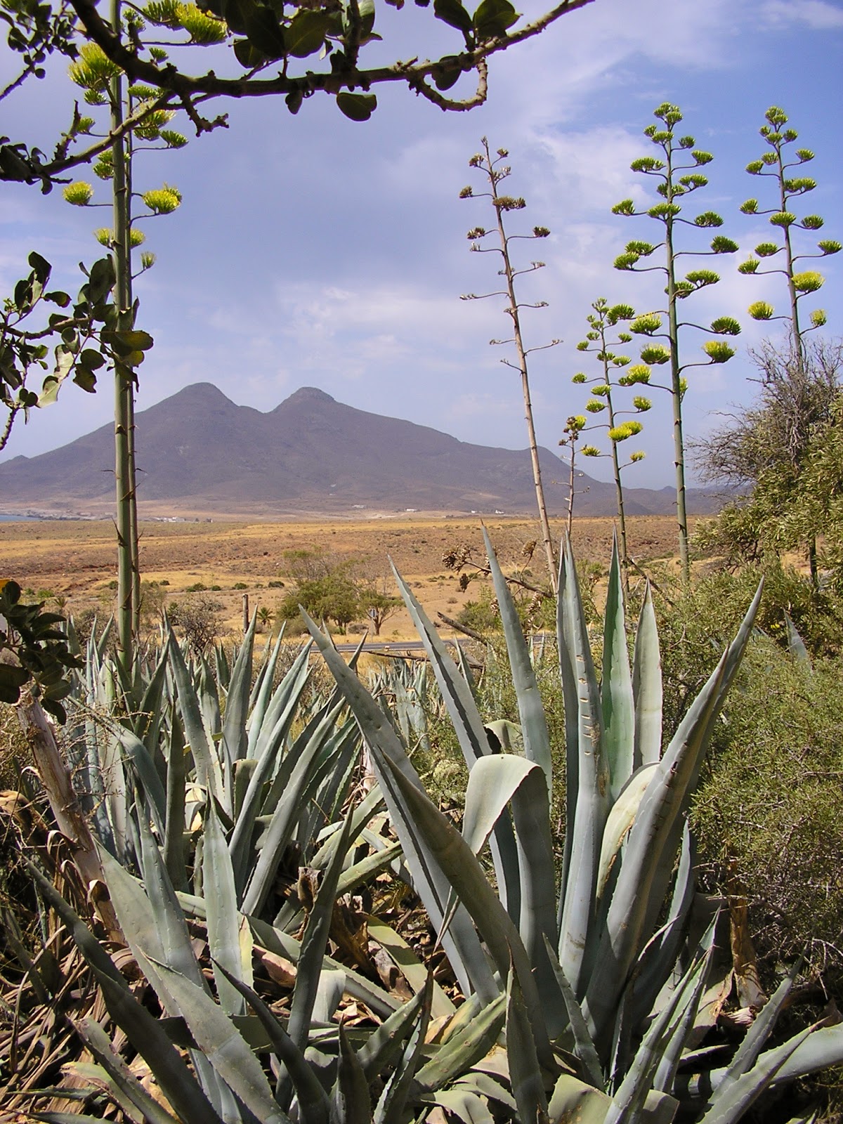 WüstenBlumen Design: Die Agave und ihre Blüte