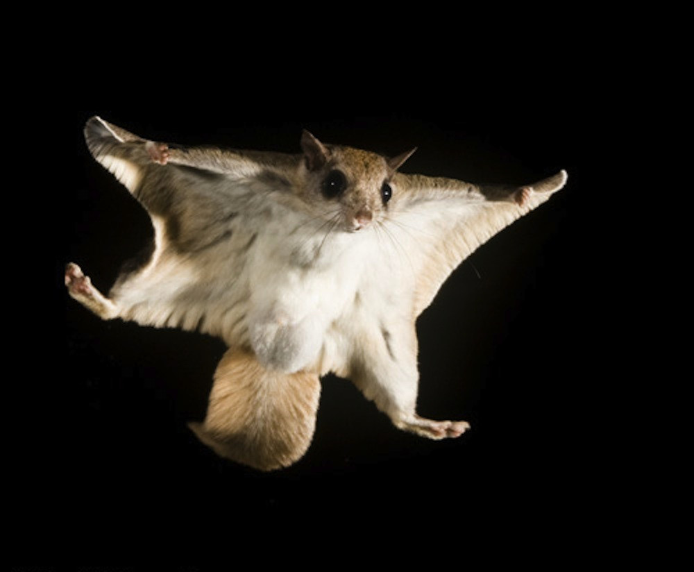 Flying Squirrel