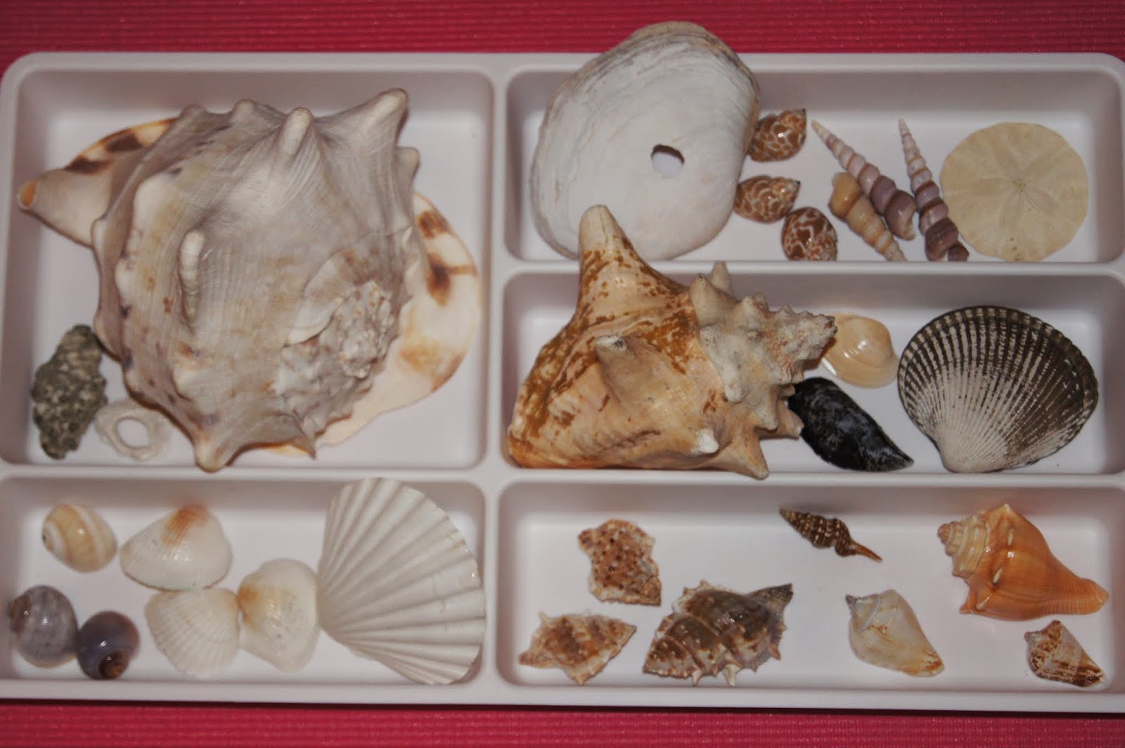 Kids Shell & Seashore Exploration - "Making Montessori Ours"
