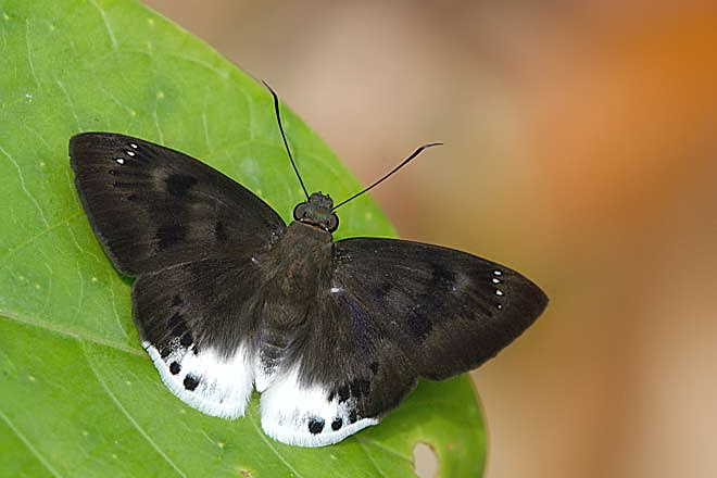 Beauty of Fauna and Flora in Nature: A Mission on 6 Aug @ Lornie Trail