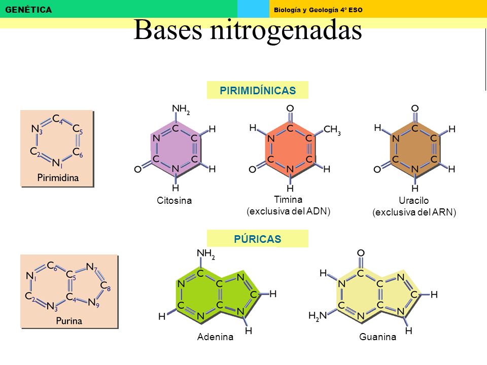ÁCIDOS NUCLEICOS