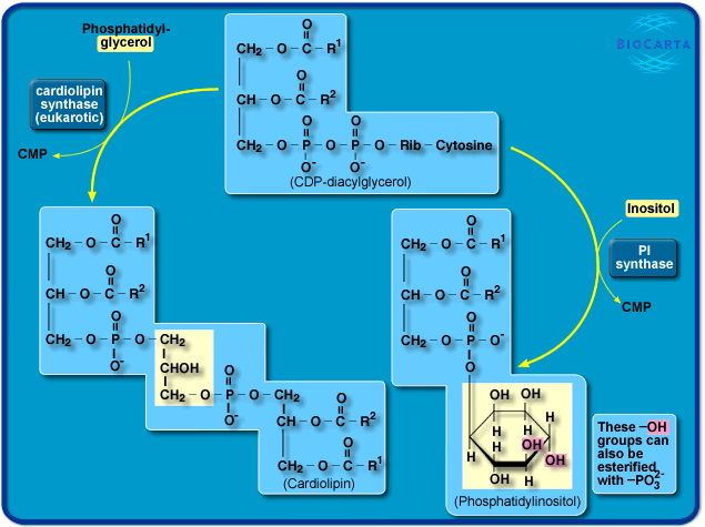 Mundo da Bioquímica (blog sobre bioquímica): Mapa metabólico sobre a ...