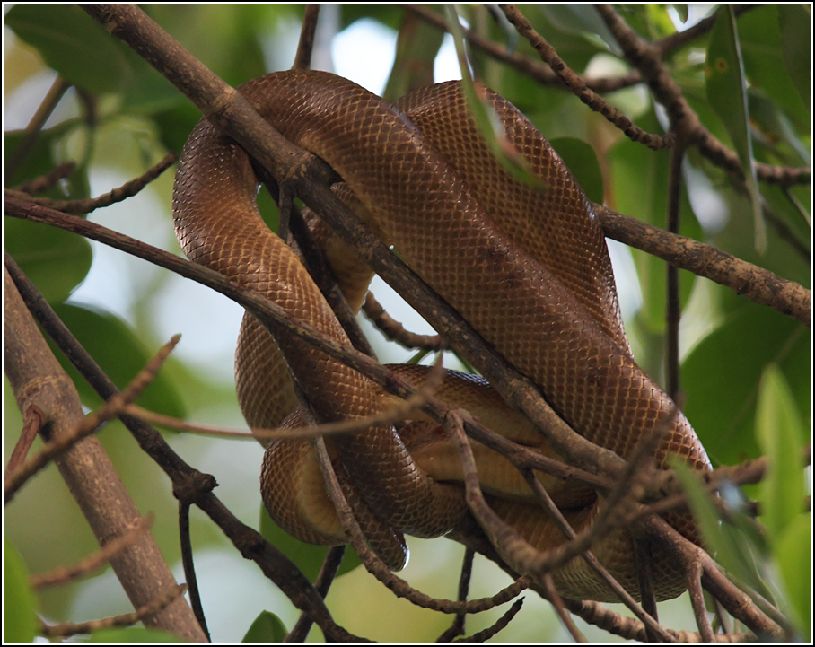 Explorations of an Ecologist: Guyana, Trinidad and Tobago: Part 15 ...