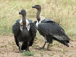 Shwetadri's View: DAYING ERING WILDLIFE SANCTUARY IS BANS ENTRY WITHIN ...