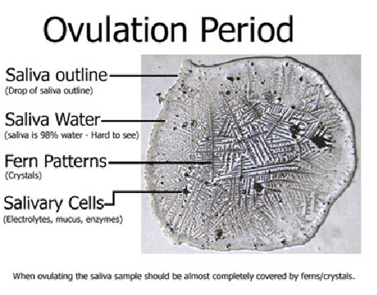 How Your Saliva Can Help You Get Pregnant? Best Time To Conceive A Baby ...