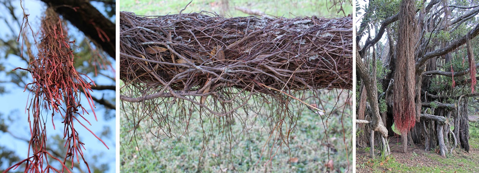 sconzani: A celebration of trees: May: the pohutukawa