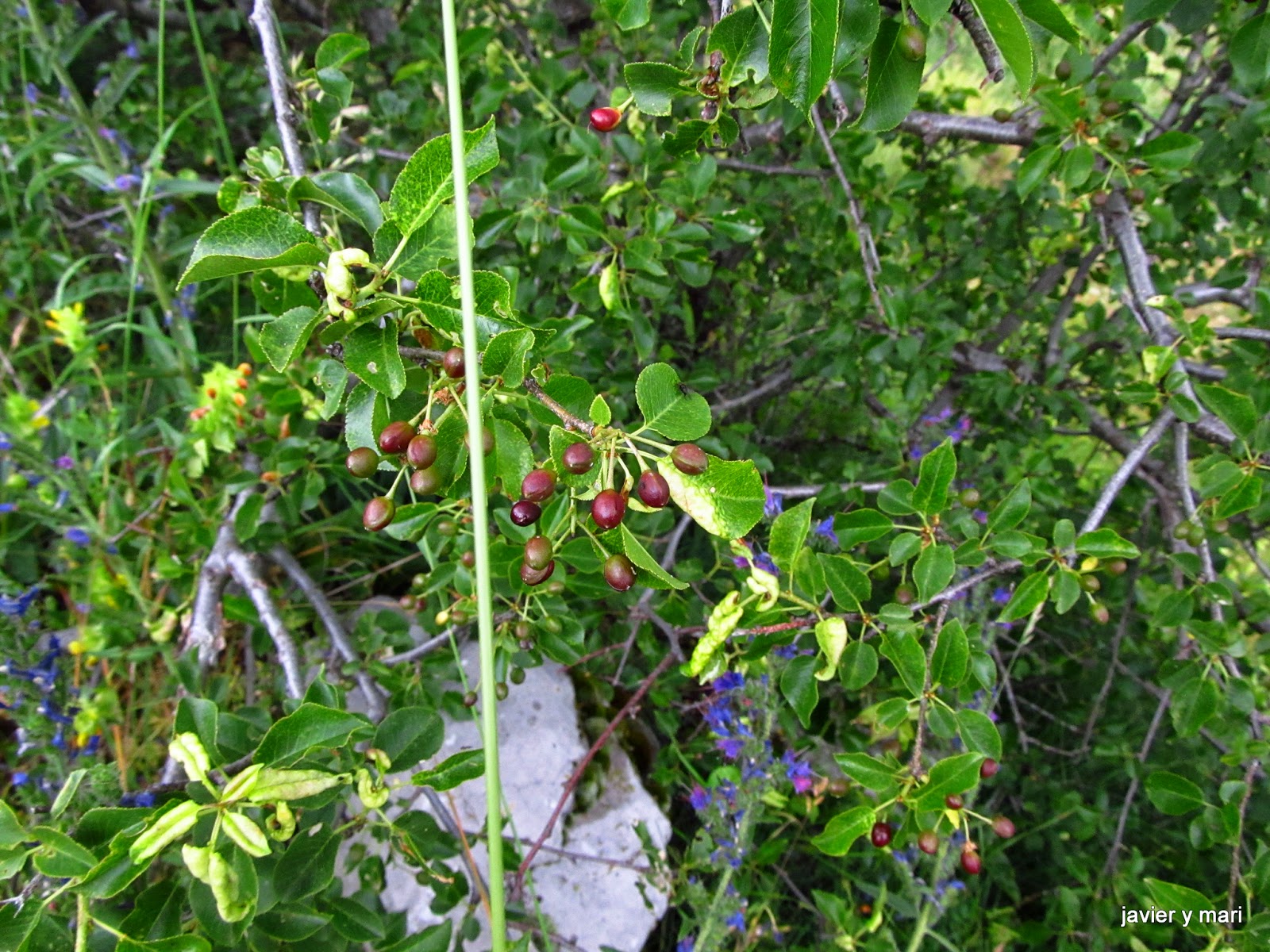 senderismo con bambi: 171 Collada de Valdeteja - Cueto Calvo (Carmenes ...