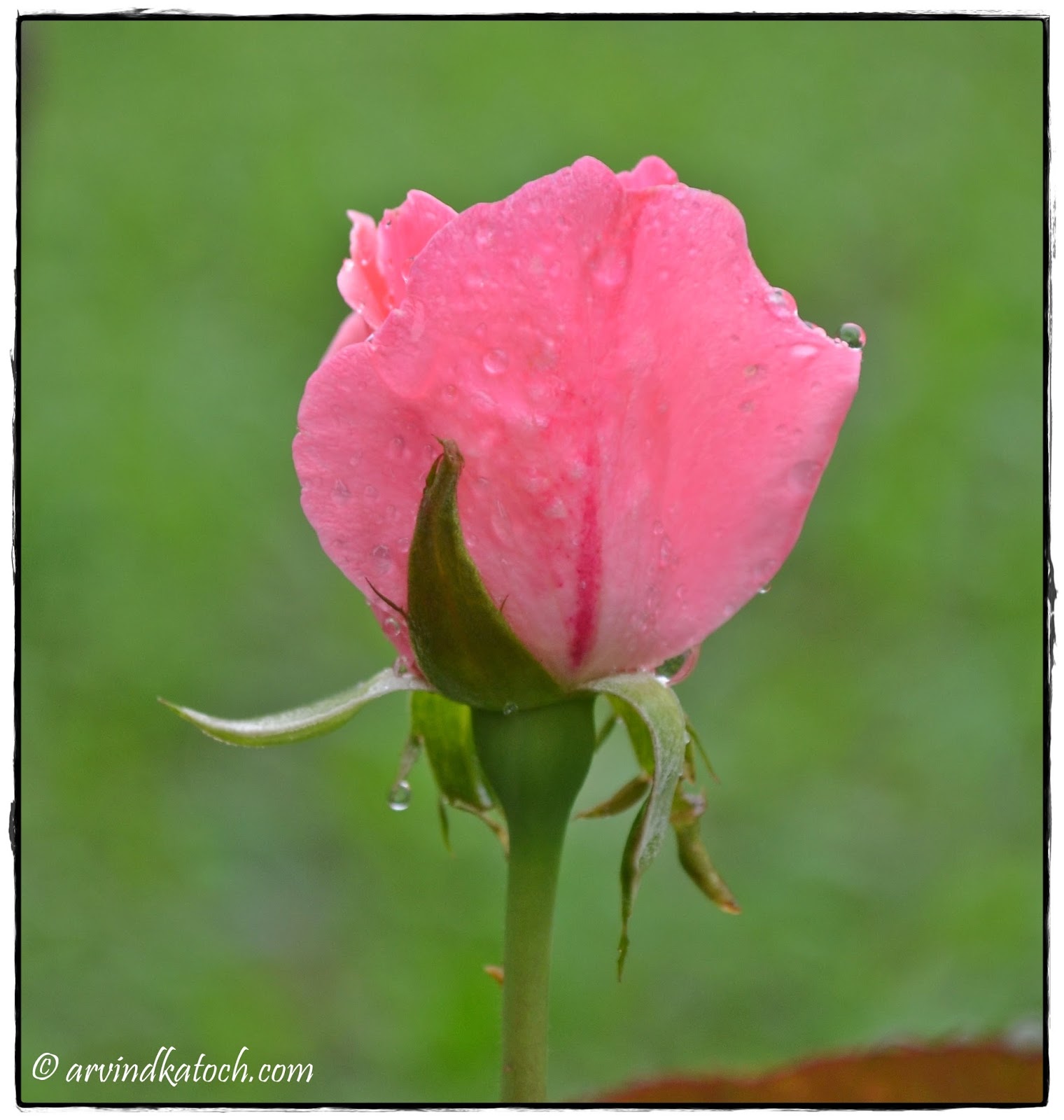 Picture of Beautiful Wet Pink Rose Bud