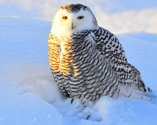 Beauty Animalia: Snowy Owl Arctic