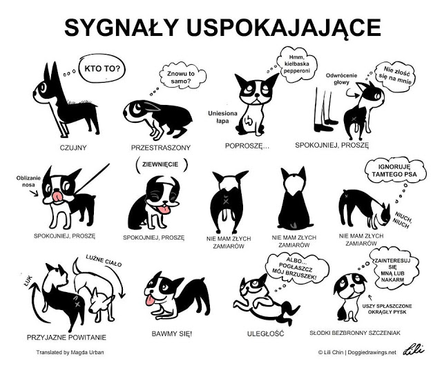 Yorkshire terrier Lili: Psi język i nie tylko...