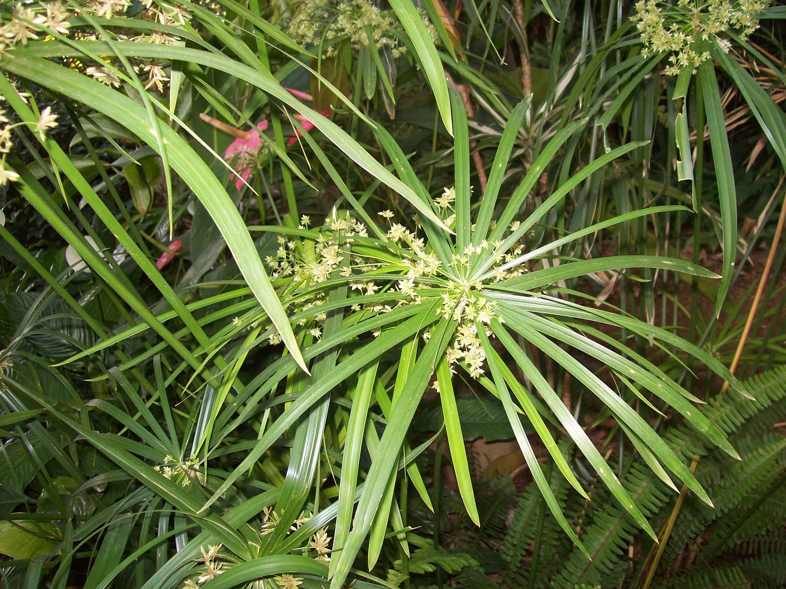 Thoughts on Cypriol? Do you enjoy it in a fragrance? Has the novelty ...