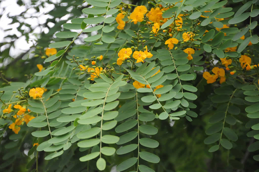 AYMARA: TIPUANA TIPU