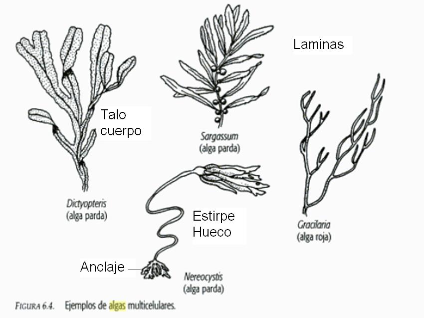 Tareas, ensayos, opiniones y chistoretes : Algas Rojas (Rodófitas)