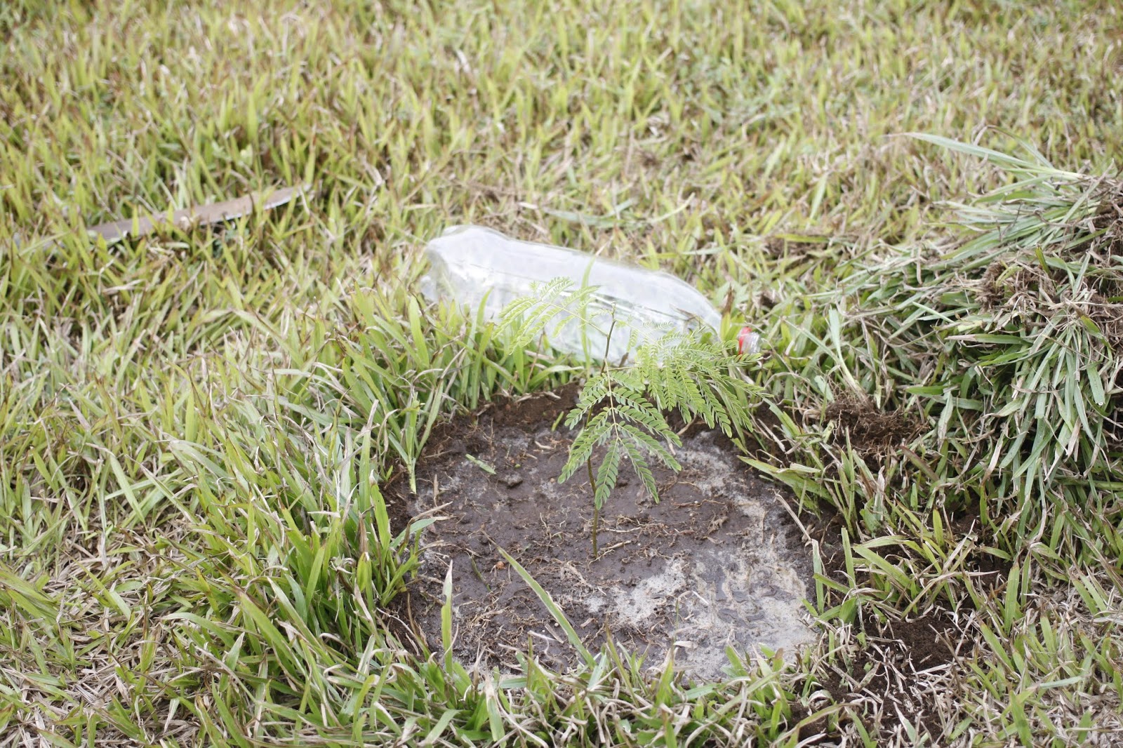 Evergreen Resources Tree Farm: Easy Steps In Planting Falcata Tree