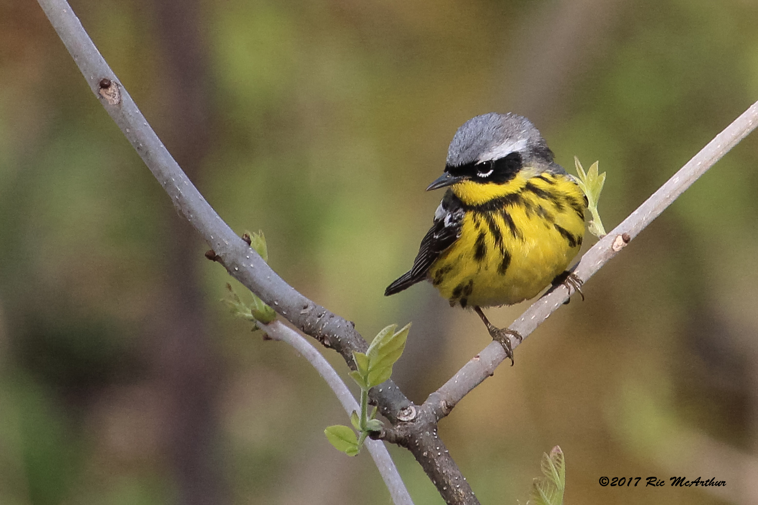 Magnolia warbler.