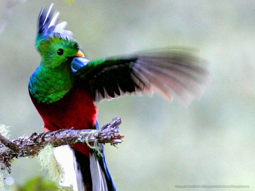 Quetzal wallpapers hd | Tops Wallpaper HD