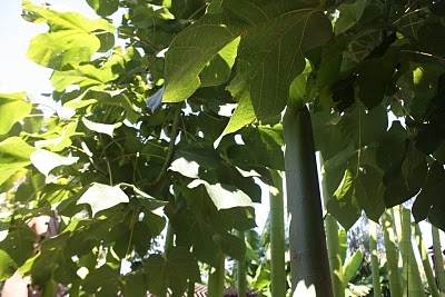 Chinese Parasol Tree is Firmiana simplex