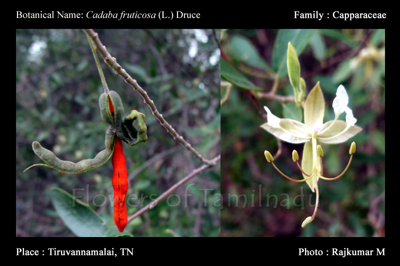Cadaba fruticosa - Indian cadaba - Flowers of Tamilnadu