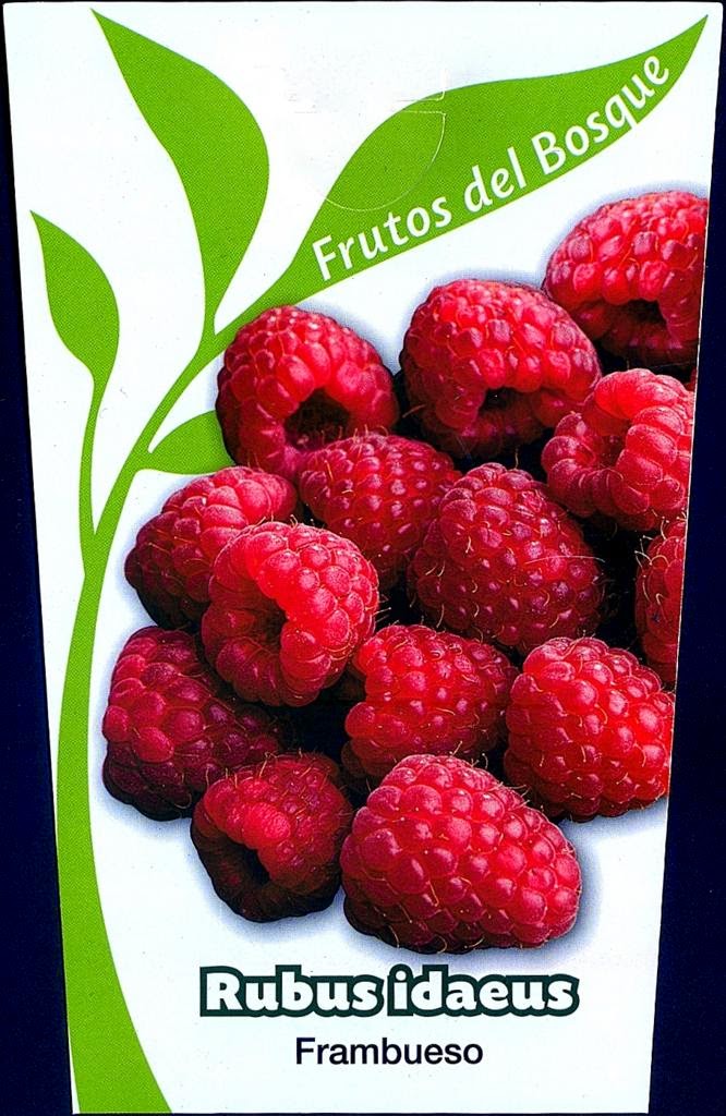 VIVERO GALIPLANT ORNAMENTAL S.L.: Rubus idaeus