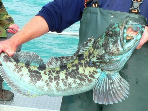 Foodie Heaven: Definitely Not Sushi (But Still Just As Awesome.)