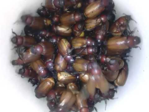 Puthul Goreng, Kuliner Warga Gunungkidul (2) - PutriGunungKidul2307