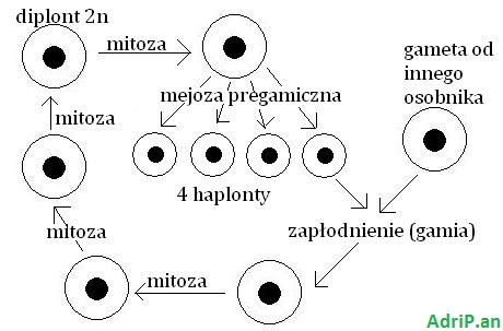 biologia: PROCESY ŻYCIOWE PROTISTÓW