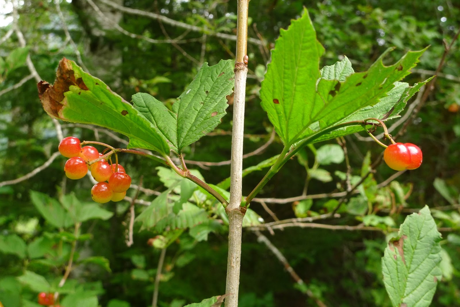 Wild Harvests: Highbush Cranberry de-befuddled