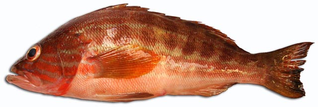 Pêche et Pêche: Serran commun