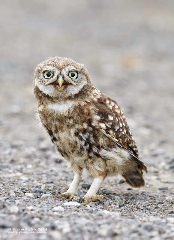 Wildlife Photographic Journals: Last of the Little Owls