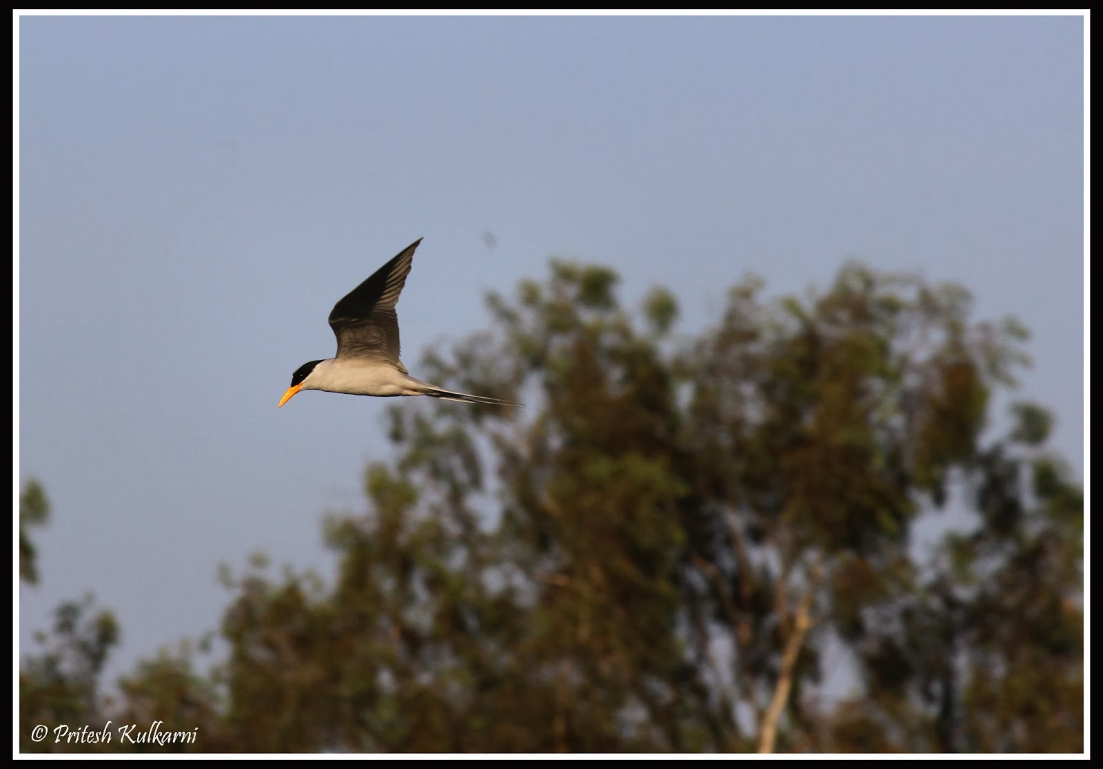 Travel blogs: Bird watching at Pashan Lake, Pune